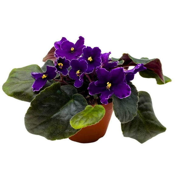 Harmony Foliage African Violet Smokey Moon 4 inch Gesneriad - Walmart.com