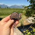 Box Turtle Badge Reel ID holder: Gift for Nurse, Animal Lovers, vet ...