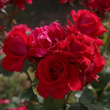 Heirloom Roses Live Plant - Marc Chagall™ Floribunda Rose Bush ...