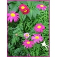 Robinson's Painted Daisy Chrysanthemum Flower Seeds, 100 Mixed Colors ...