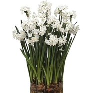 10 'Ziva' Paperwhites Flower Bulbs 14/15cm Bulbs - Walmart.com