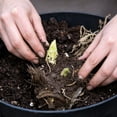 Premium Ornamental Hostas for Planting-Garden Stakes-(Non-Artificial ...