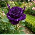 Variegated rose, Hardy Perennial Fragrant Garden Decor for Plant ...