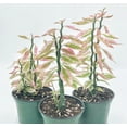 Variegated Devil's Backbone, Devil's Roots, Japanese Poinsettia ...