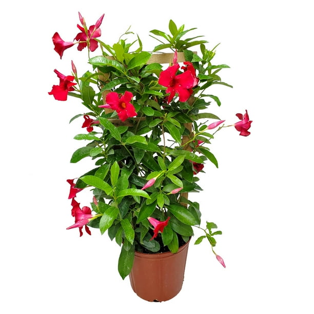 Tropical Plants of Florida 36" Giant Red Mandevilla Vine Plant on a ...