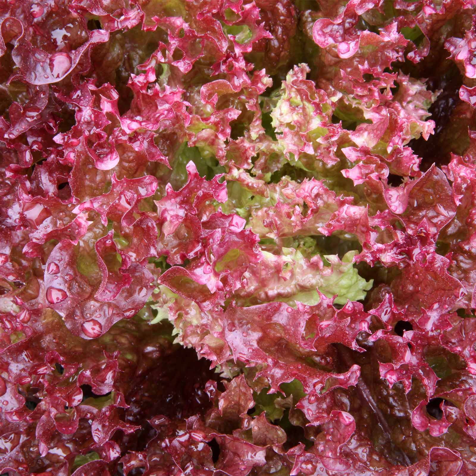 Leaf Lettuce Garden Seeds - Lollo Rosso - 2 Gram Packet, Non-GMO ...