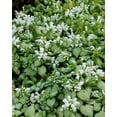 White Nancy Spotted Dead Nettle Lamium maculatum Ground Cover ...