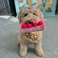 Dog Enrichment Toys, Interactive Dog Puzzle Toys, Dog Birthday Cake ...