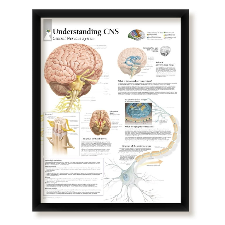 Central Nervous System Chart