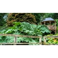 10 Gunnera Manicata Seeds, Giant Rhubarb Dinosaur Plant, 6' Leaves ...