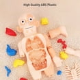 Human Body Anatomy Model for Kids, STEM Educational Toy with Removable ...