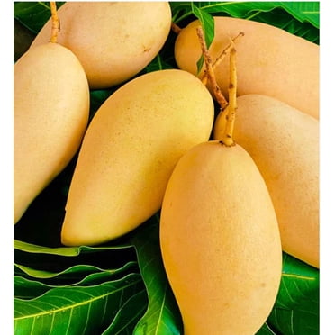 Malika Dwarf Cold Hardy MANGO TREE GRAFTED (2-4 Feet Tall) - Walmart.com