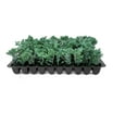 EcoTurf Perennial Peanut Grass - 3 Live Plants - Arachis Glabrata ...