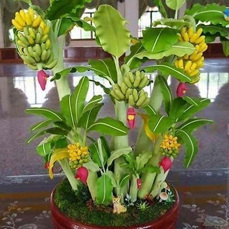 lzndeal 100Pcs Dwarf Banana Tree Seeds Mini Bonsai Plant Rare Fruits ...