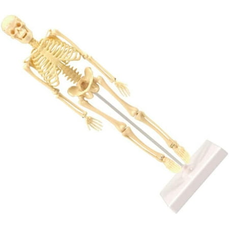 HTCM Mini Skeleton Human Skeleton Model Skeletal System Model DIY ...