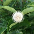 Buttonbush Tree Plant (Cephalanthus Occidentalis), 2-3 Ft Tall Live ...