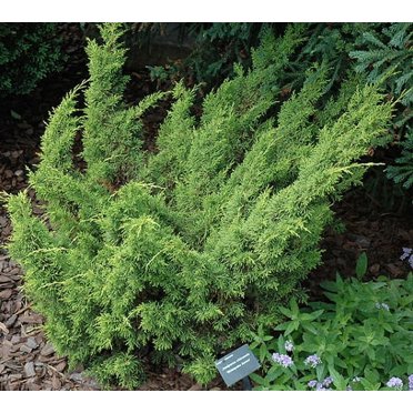 Pee Wee Dwarf Oakleaf Hydrangea - Live Plant ( 2.5 QT ) - Sun to ...