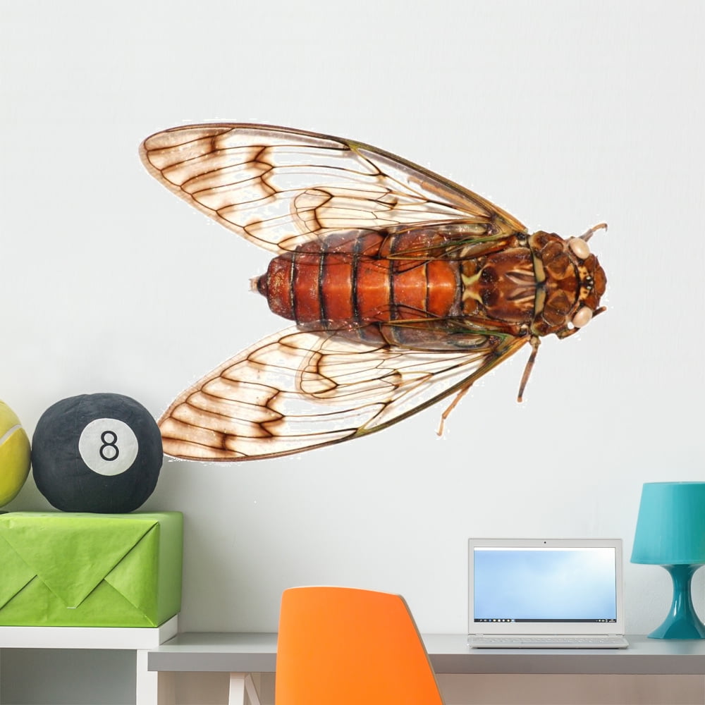 Insect Cicada Wall Decal by Wallmonkeys Peel and Stick Graphic (36 in W ...