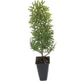 Arborvitae Berkman's Gold 10 Live Plants Thuja Occidentalis Perfect for ...