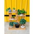 Dormant Stephania Erecta Bulb – Rare Tropical Indoor Caudex Plant ...