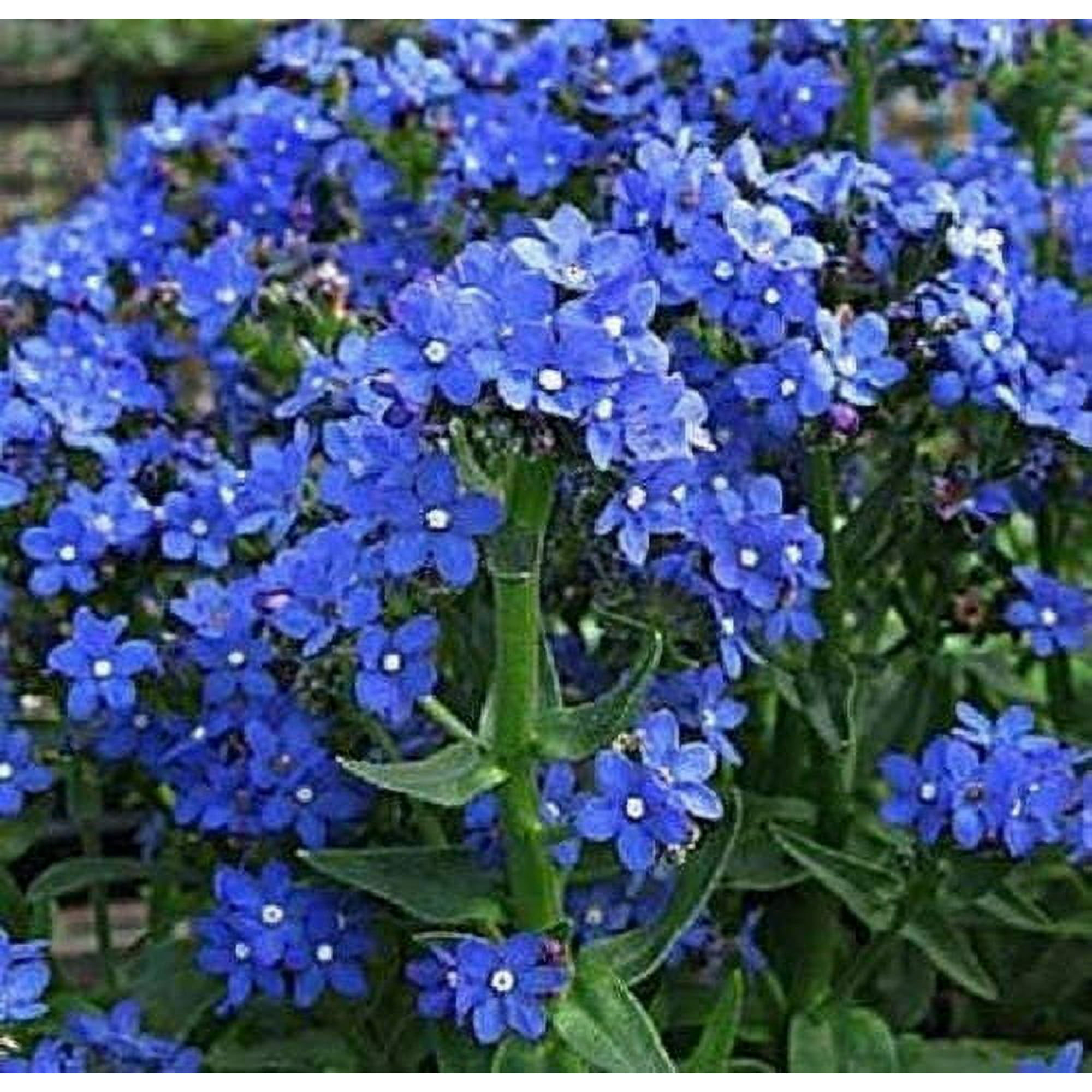 Click here for Seedville Usa 100 Blue Italian Alkanet Anchusa Cap... prices