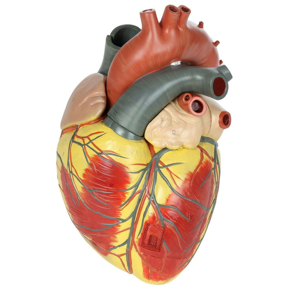 Axis Scientific Large Human Heart Model 3x Life Size 3 Part Numbered