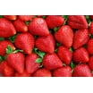 Sparkle Strawberry Plants - Grow Delicious Red Strawberries - Bare Root ...