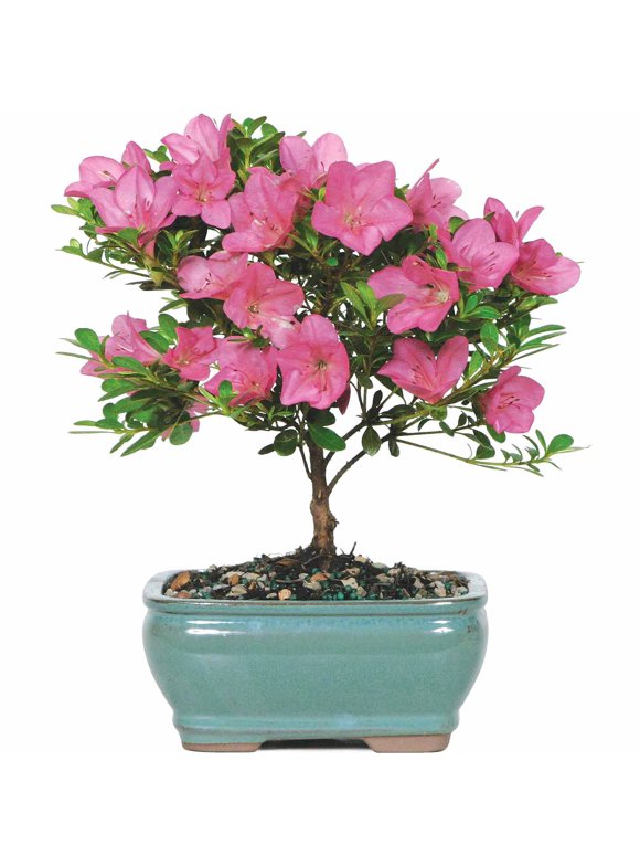 Bonsai Trees in Indoor Plants - Walmart.com