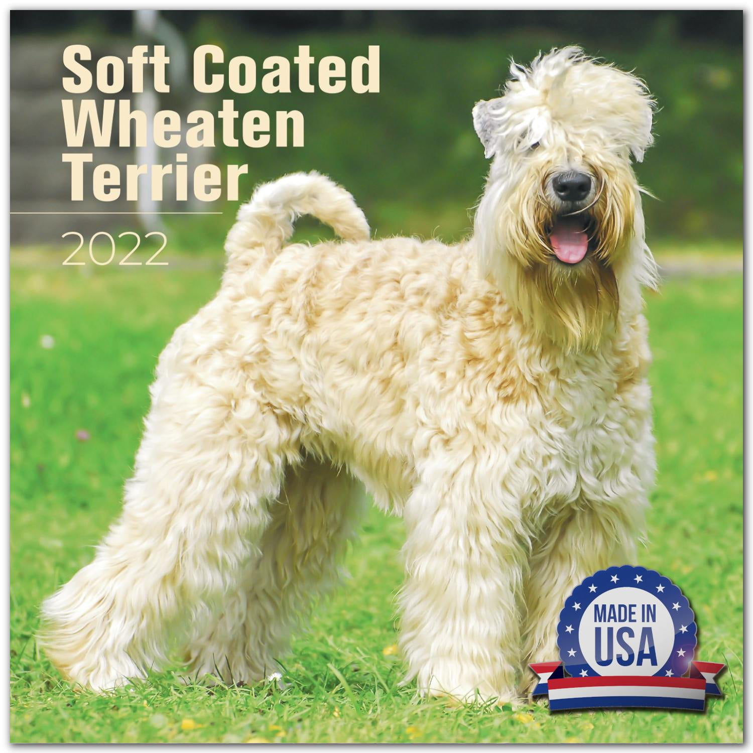 How Much Is A Soft Coated Wheaten Terrier