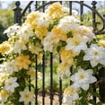 Robust hot-weather enduring clematis – Slender upright – Blossoms each ...