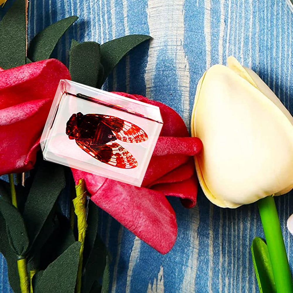 Buy 6-Pack Insect Resin Specimen Cicada Collection Paperweight Arachnid ...