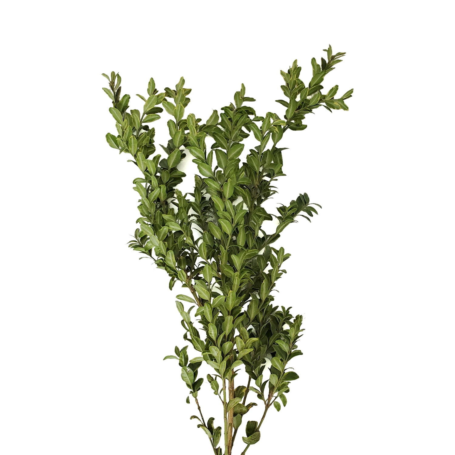 Bloomingmore Everyday Greenery Oregonia - Fresh Cut - 150 Stems ...