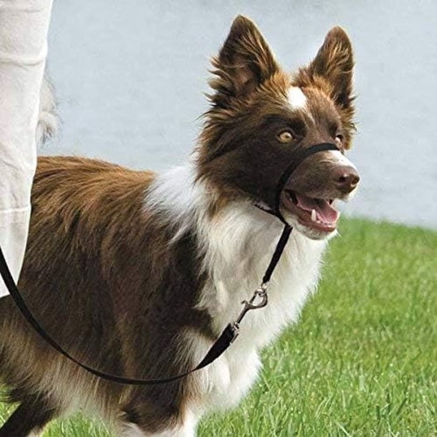 Behavior Collars