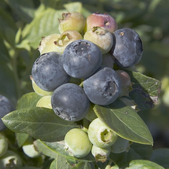 Fresh Blueberries