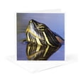 3drose, Red-eared Slider Turtle, Rio Grande Valley, Texas - Us44 ...