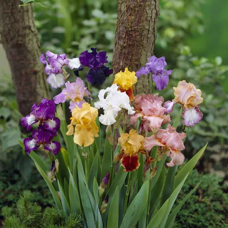 Bearded Iris Rhizomes