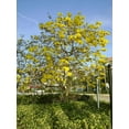 Yellow Tabebuia Trumpet Tree - Live Plant in a 3 Gallon Pot ...