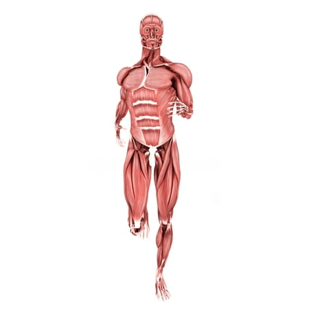 Medical illustration of male muscles running, front view Poster Print ...