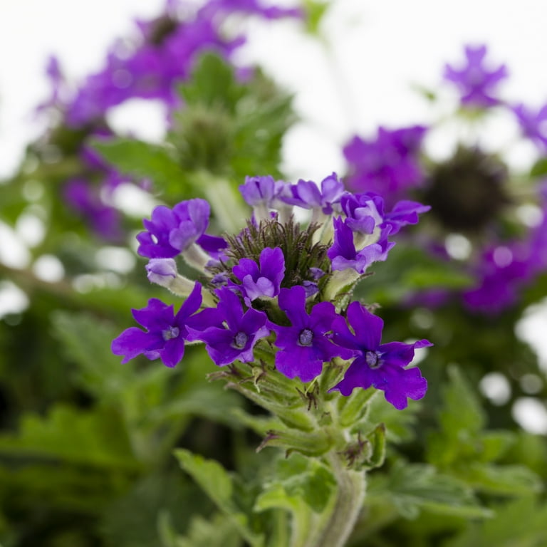 Verbena Plant
