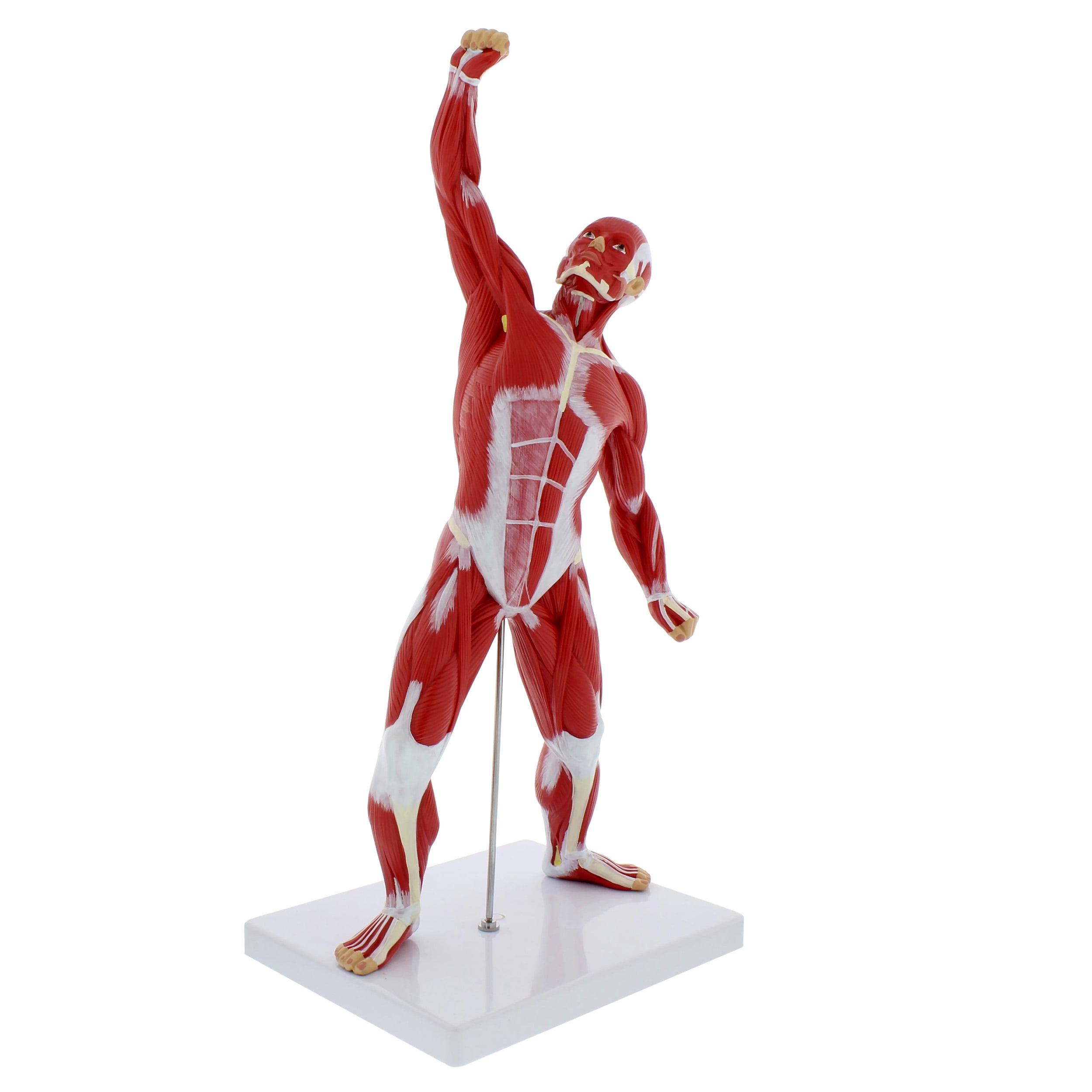 MonMed | Human Muscle Model – 20” Inch Mini Muscle Figure Muscular ...