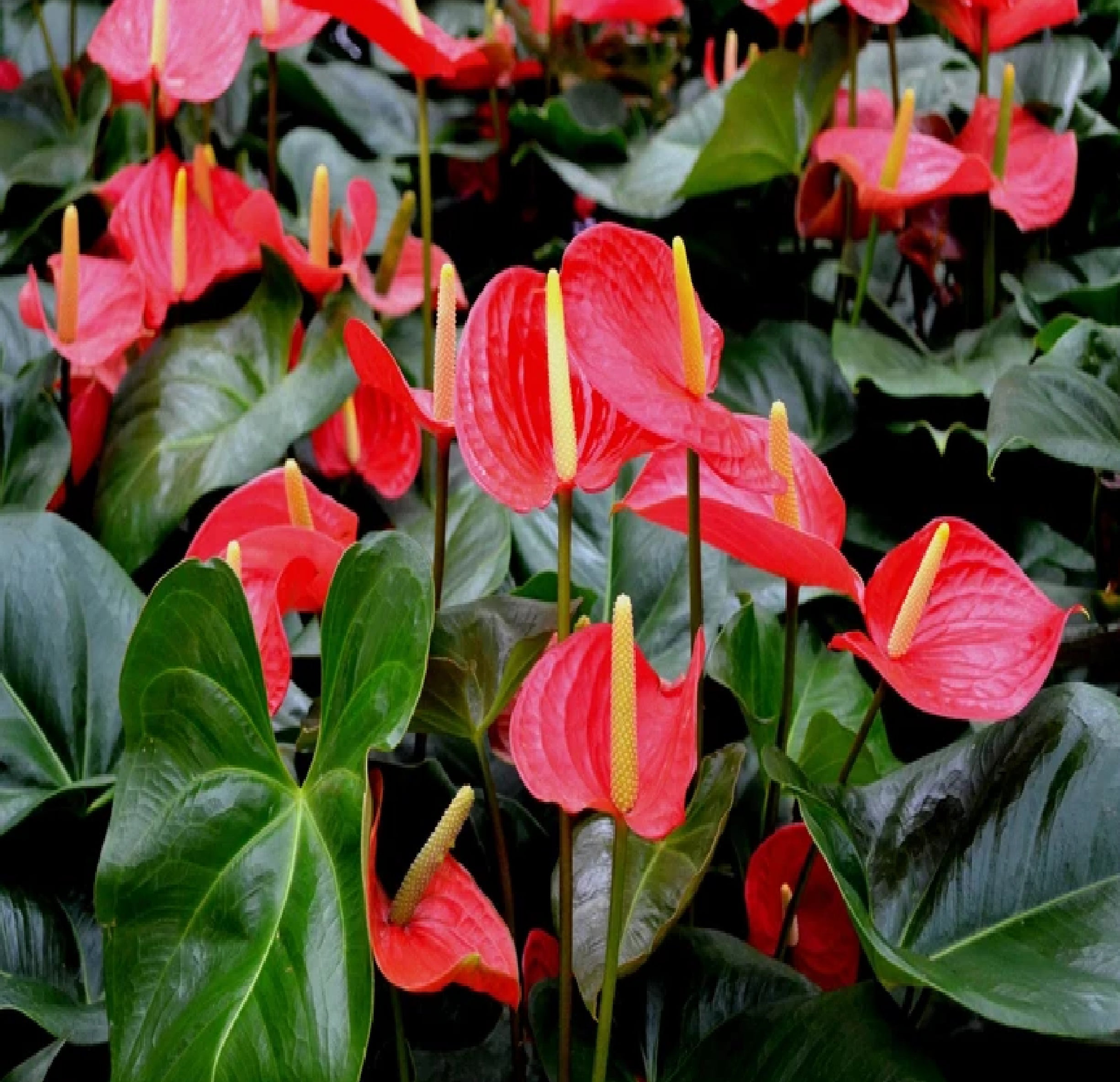 Hawaiian Red Live Anthurium Plant 4"-8" Tall Rooted 2" Pot. Shade ...