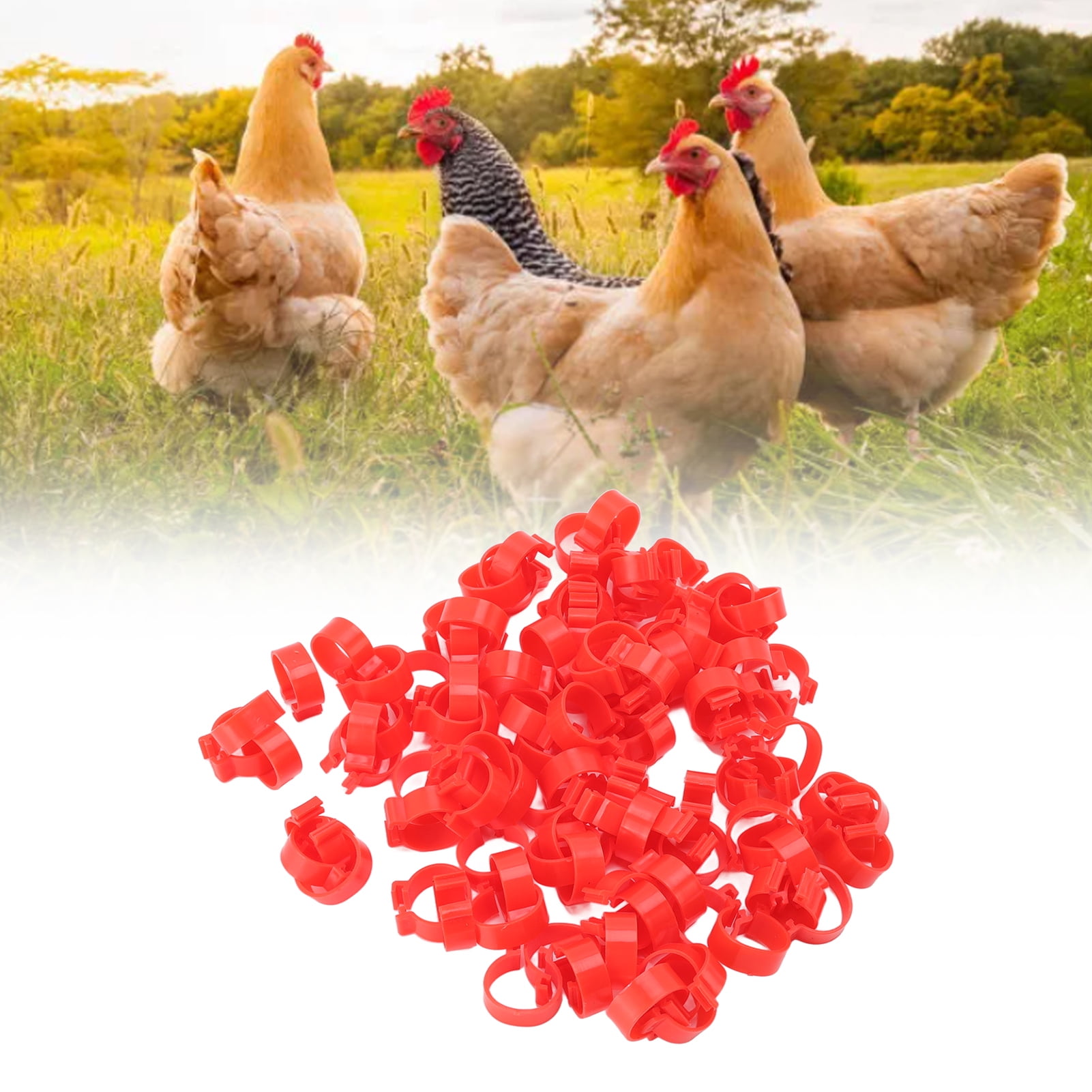 Poultry Feet , Writable Poultry Identification Feet Easy To Clean for ...