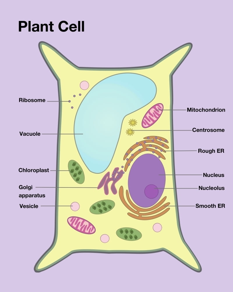 Plant Cell Poster Print By Spencer SuttonScience Source 18 X 24 