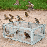 SorenCut Iron Bird Cage Trap, Nickel Finish, Portable, Secure Design ...