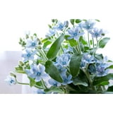10 TWEEDIA BLUE MILKWEED Southern Star of Argentine Tweedia Caerulea ...