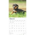 Dachshund Puppies | 2025 12x24" (Hanging) Square Wall Calendar ...