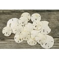 Bulk Set of 15 Imperfect Sand Dollars 2" - 3 1/4" | Ultimate Craft and ...