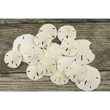 Bulk Set of 15 Imperfect Sand Dollars 2" - 3 1/4" | Ultimate Craft and ...