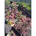 New Life Nursery & Garden Ruby Loropetalum, Chinese Fringe, Live Plant ...