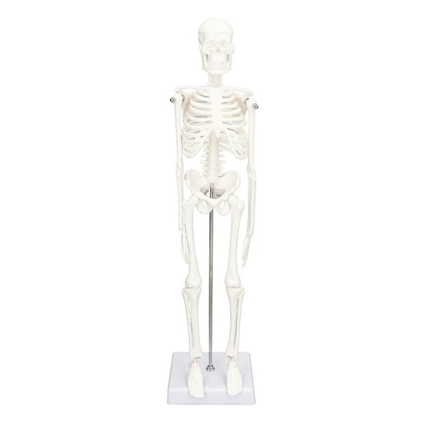 Human Bone Structure, 45CM Movable Joints Detachable Skeleton Model ...